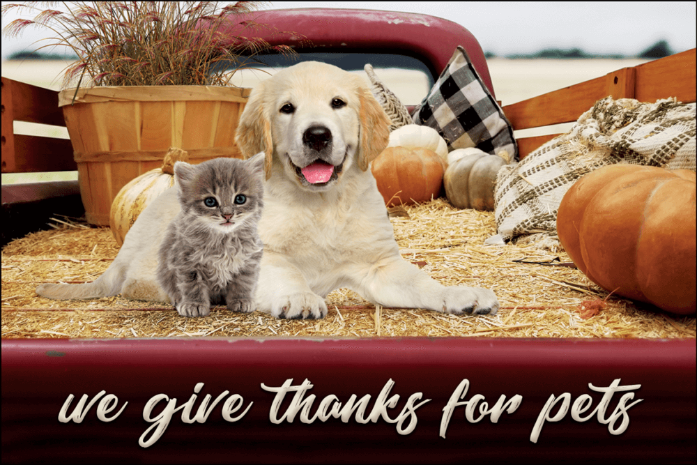 Thanksgiving Pet-Themed Reminder Postcards (BUSHEL) | Purchase Reminder ...