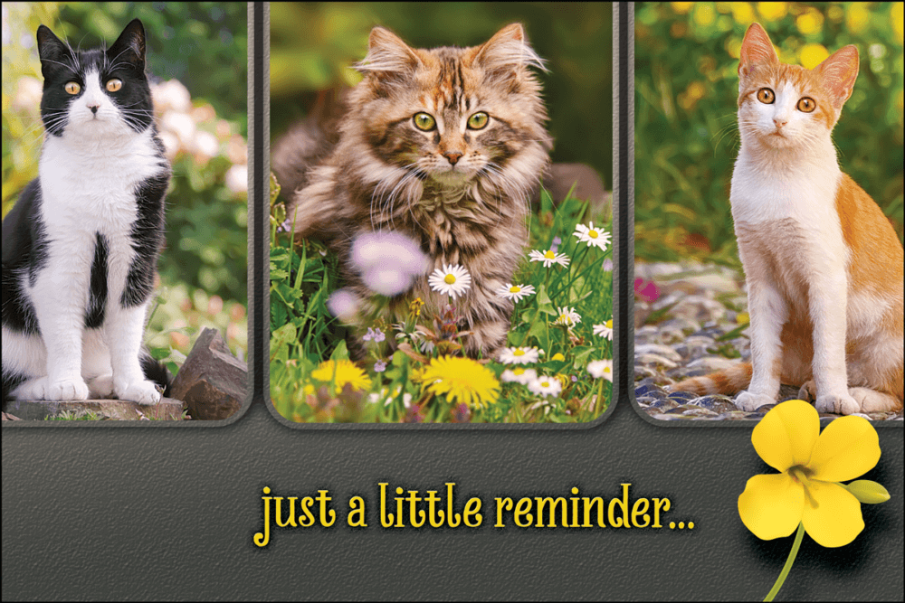 Cat Reminder Postcards (KITTIES) | Purchase Reminder Postcards for ...