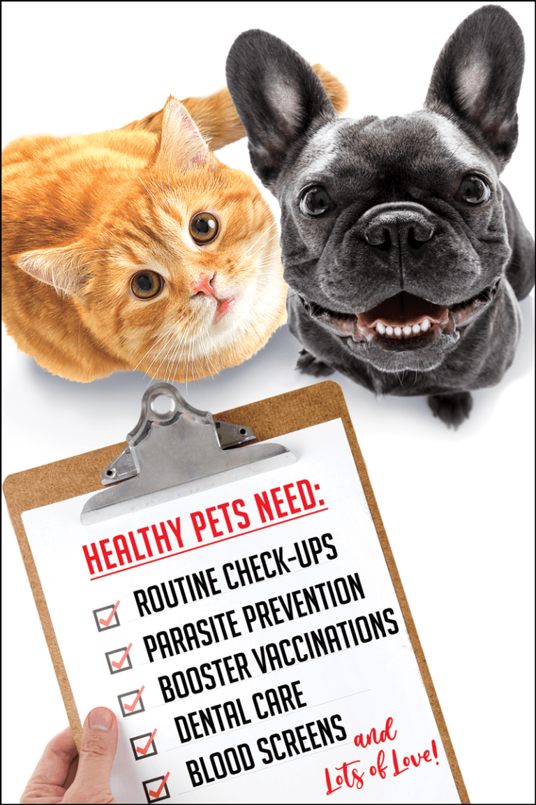 Vet Educational Postcards (CHECKLIST) | Purchase Reminder Postcards for ...