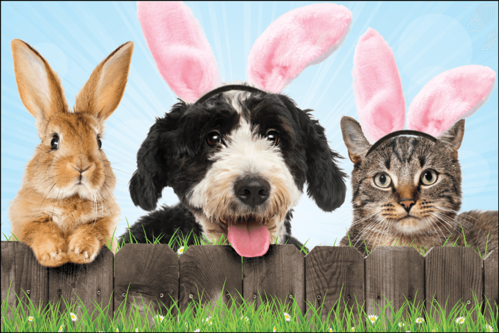 Easter Reminder Postcards (EASTERFENCE) | Purchase Reminder Postcards ...