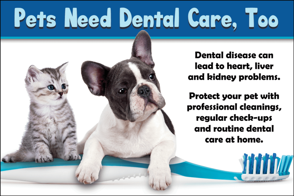 Pet Dental Reminder Postcards (PETCLEAN) | Purchase Reminder Postcards ...
