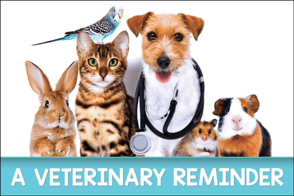 Exotic Pet Reminder Postcards (PETPOSE) | Purchase Reminder Postcards ...